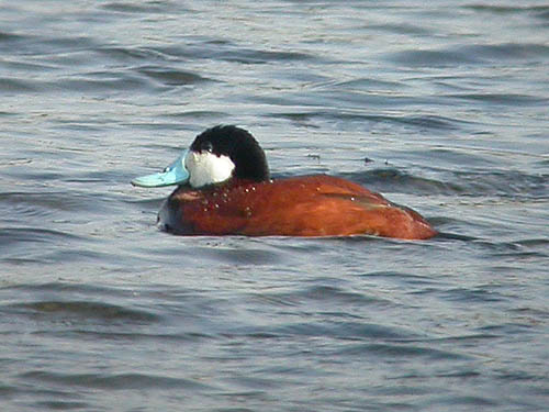 Ruddy Duck