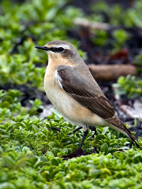 Wheatear