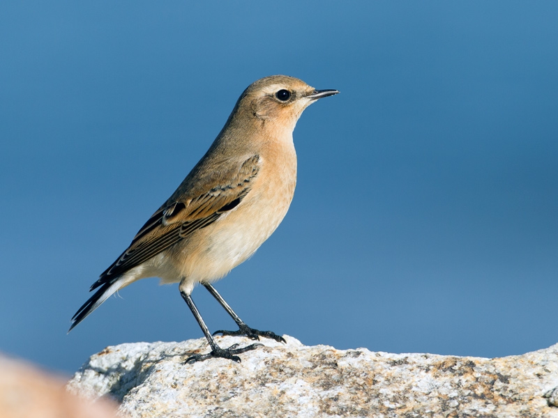 Wheatear