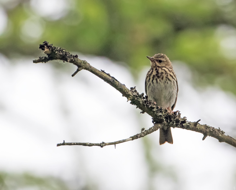 Tree Pipit
